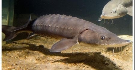 Maredolce: LO STORIONE