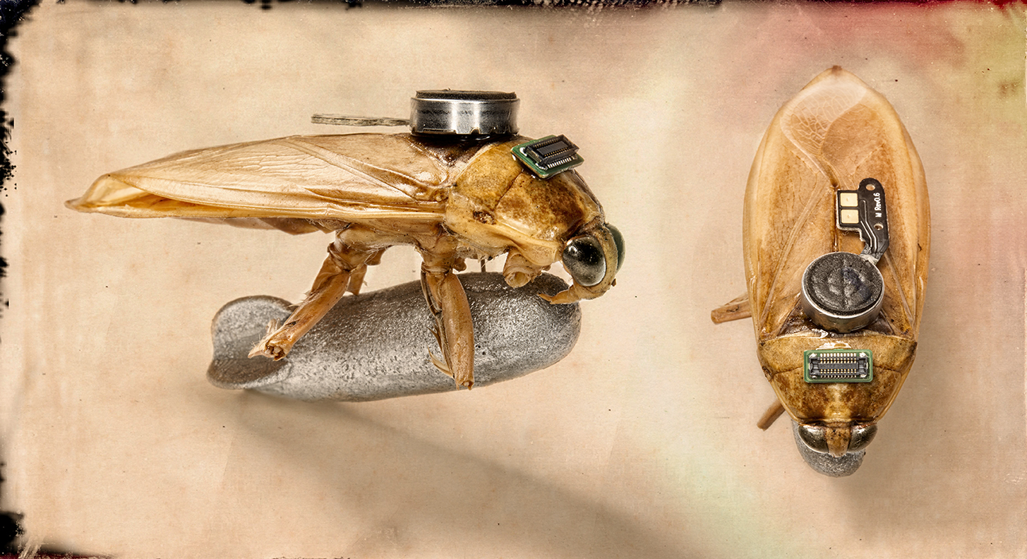 christopher myers photography: Personal Series... "Weaponized Insects"