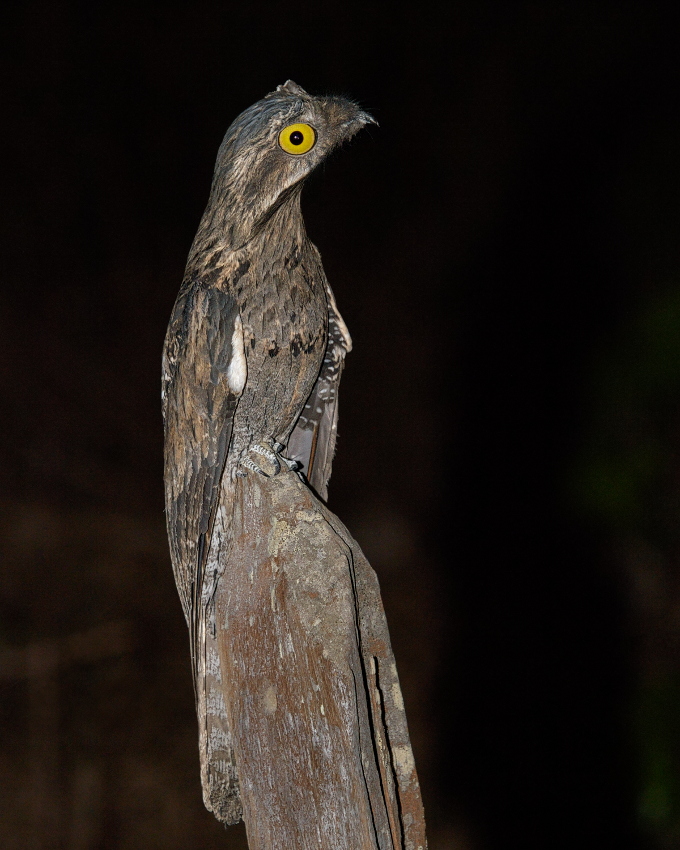 Jornal dos Bichos - Animal em Fatos, vídeos e fotos: Descoberto casal ...
