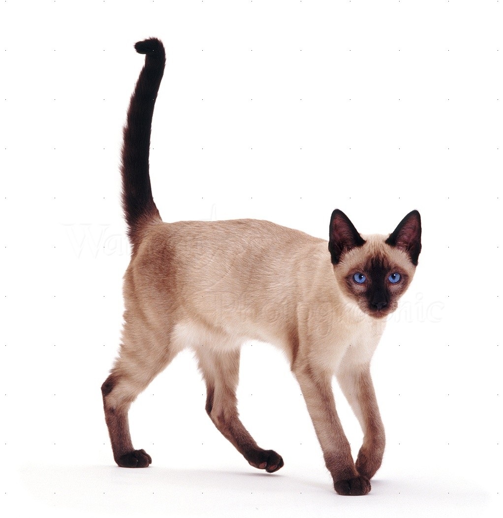 Cats' LadyVet - Doctorita Pisicilor: Siameza