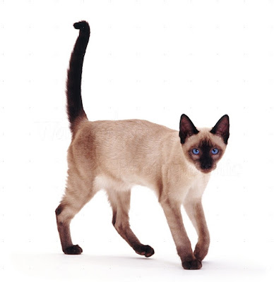 Cats' LadyVet - Doctorita Pisicilor: Siameza