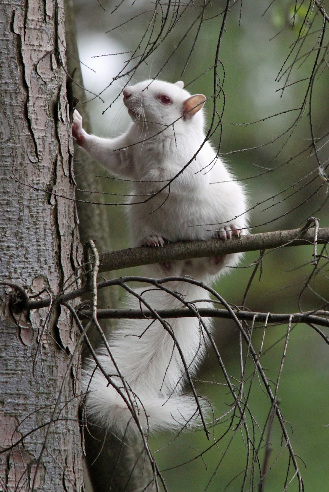 Wildwood Trust: Rare white squirrel discovered at Wildwood