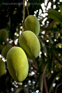Native Mango Fruit of the Philippines