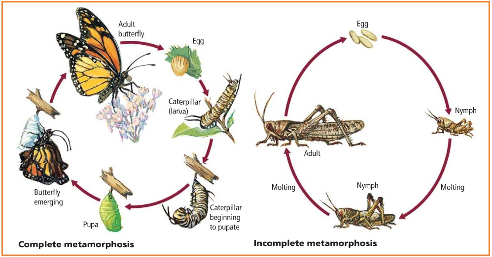 SERANGGA INSECTA - Biology Page