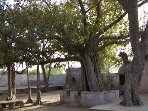 Trees in Tatiya Sthan Vrindavan ~ Tatiya Sthan Vrindavan,Swami Shri ...