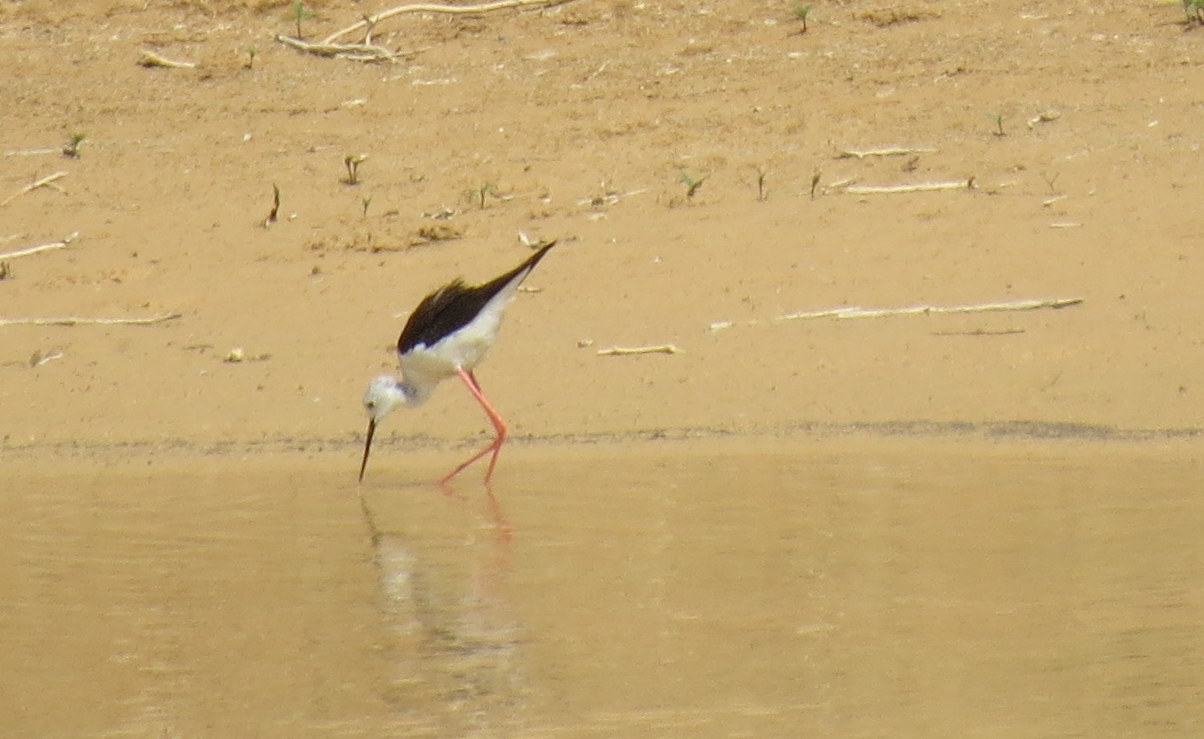 Birding for a Lark: Riyadh in the heat