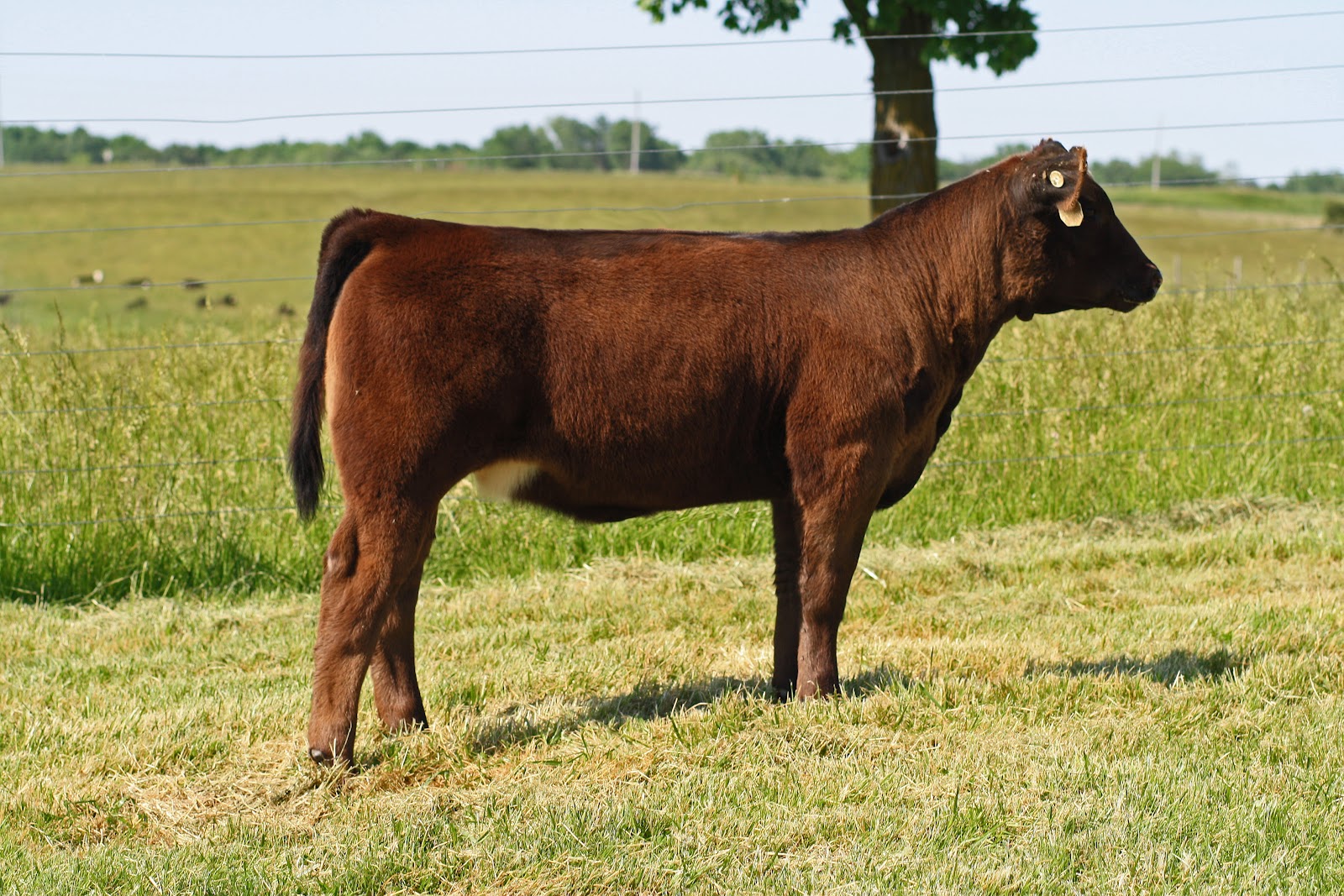 Holtkamp Cattle Co: Purebred Simmental heifer that will turn heads.