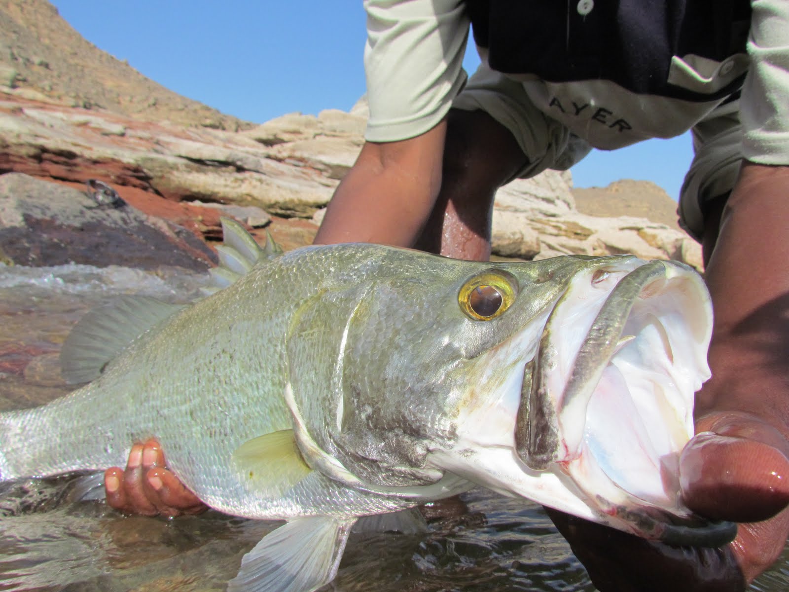 Fly Fishing South Africa: Nile Perch - Egypt