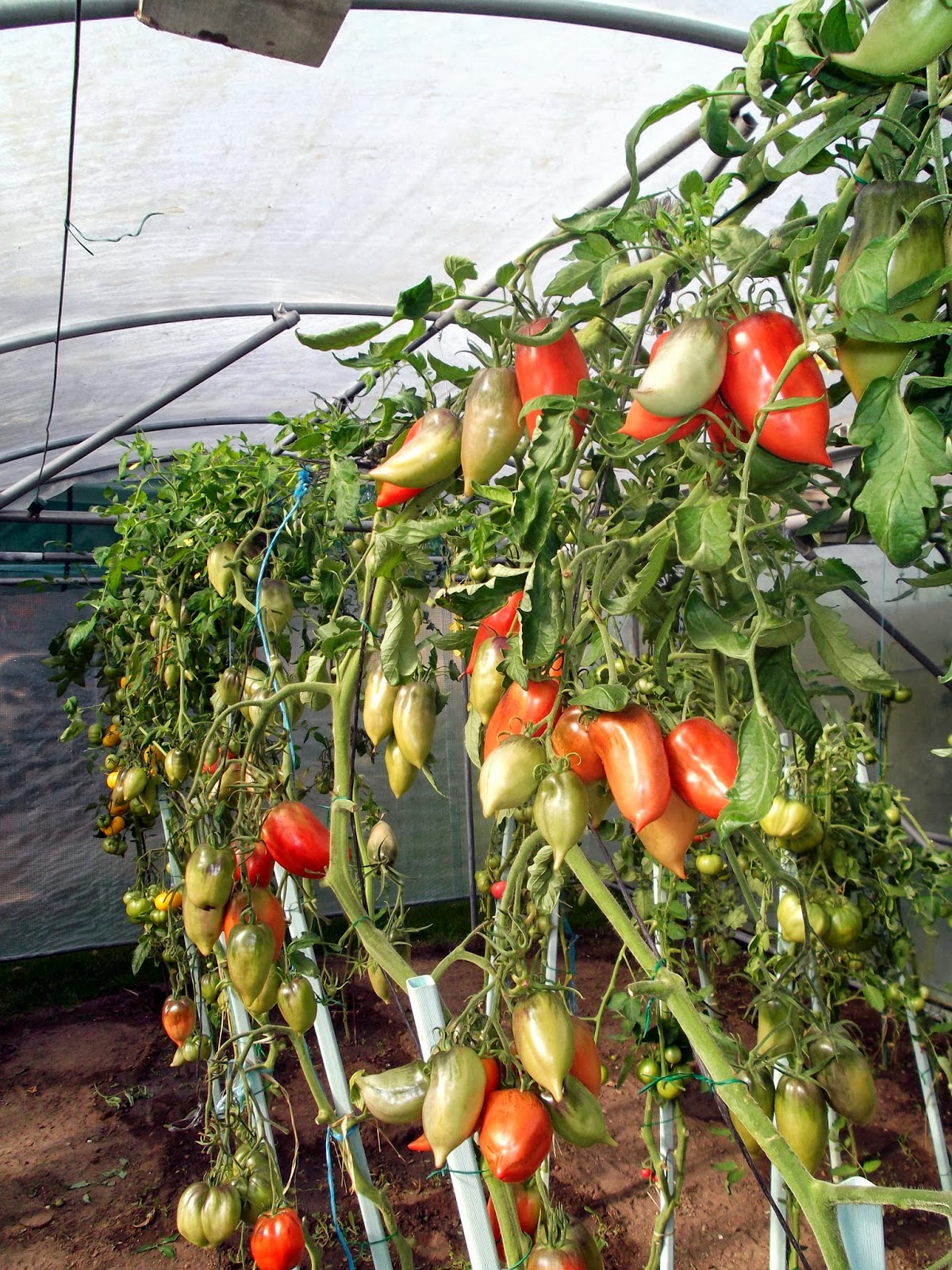 PASSION TOMATES: EFFEUILLAGE DES TOMATES POUR LAISSER PASSER LE SOLEIL