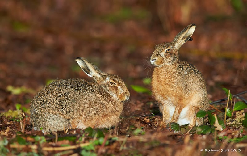 Wildlife Photographic Journals: Brown and Red