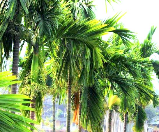 Melancholic Pennings: Significance of Areca Nuts and Betel Leaves in ...