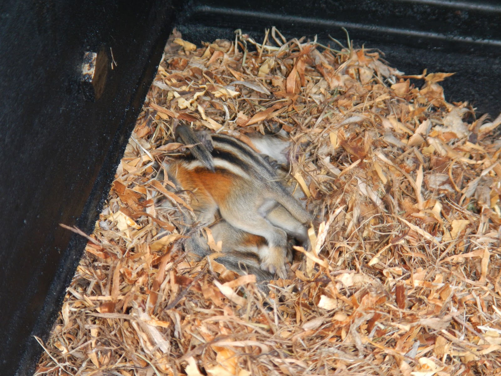 Time of Our Lives: Chipmunks on the grill