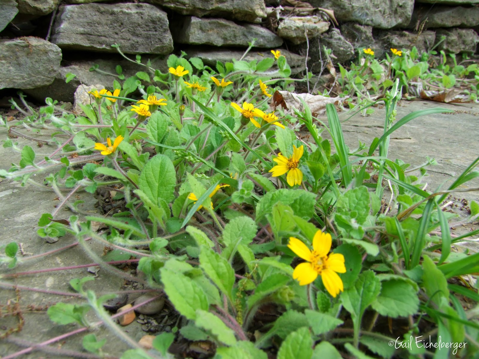 clay and limestone: Wildflower Wednesday: Chrysogonum virginianum