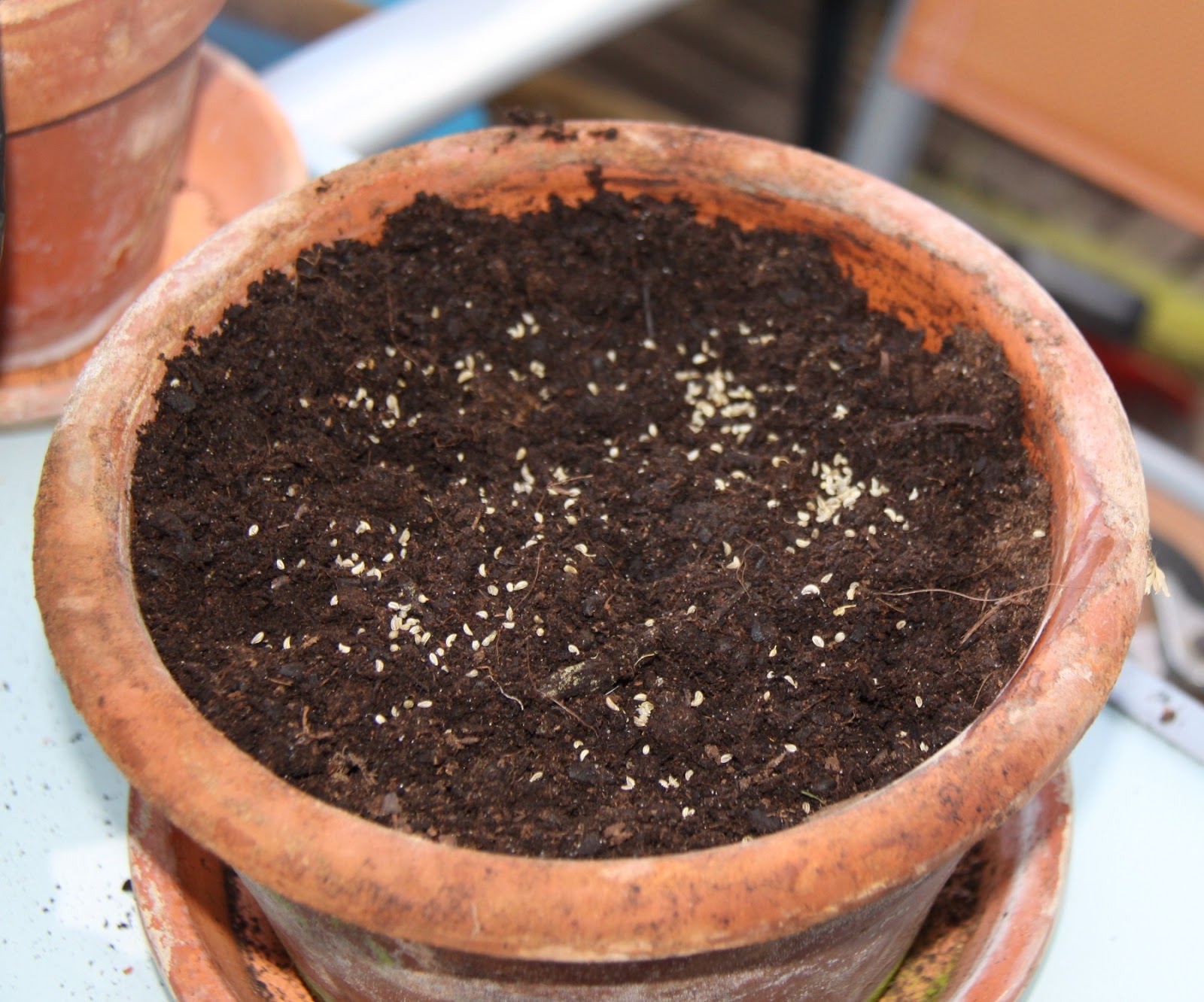 Um jardim para cuidar: Noticias do meu terraço