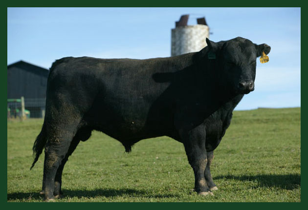Ganaderia de carne calidad en el mercado exterior: Raza de carne:Angus