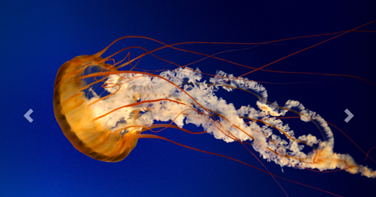 Sql Server Net And C Video Tutorial Bootstrap Image Carousel