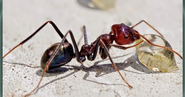 Fakta Dan Klasifikasi Ilmiah Semut | Nama, Gambar Binatang A-Z