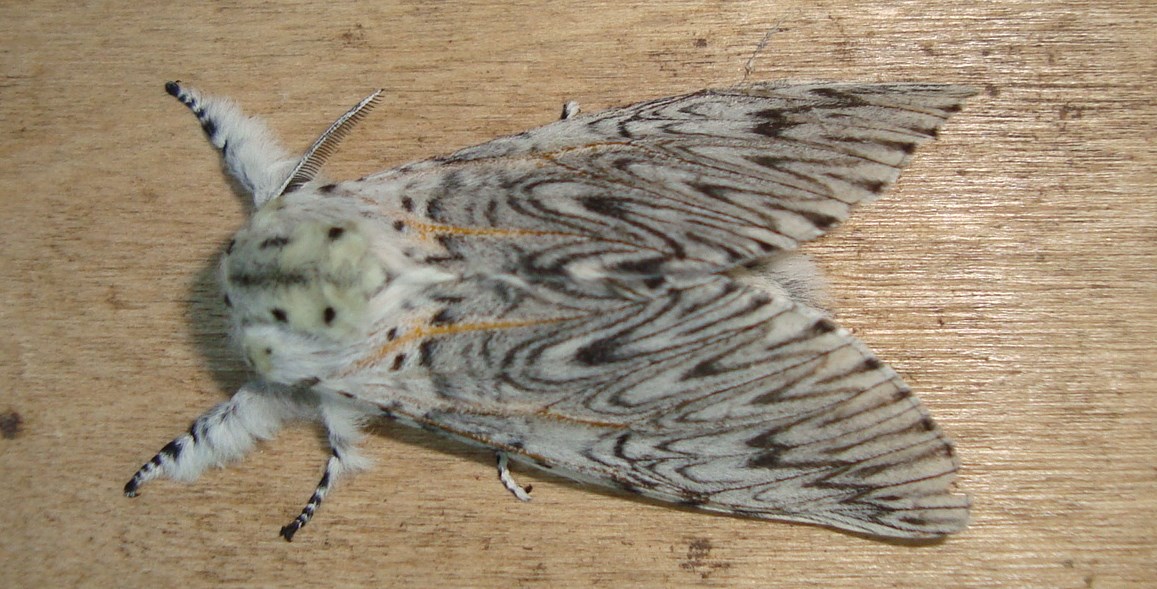 The Garden Moth Challenge: Another monster