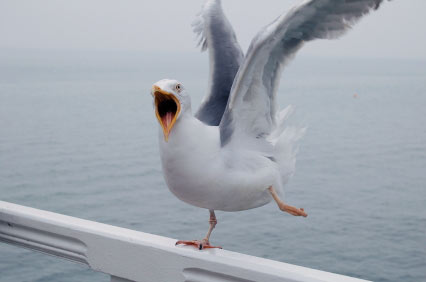 Funny Seagulls | New Photos-Images | Funny And Cute Animals