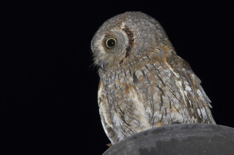 Otra imagen de Mallorca.: Autillo (Otus scops).