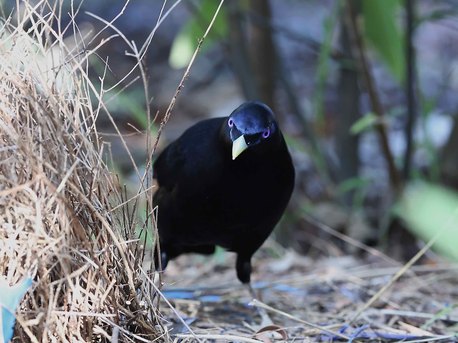 Avithera: Satin Bowerbirds