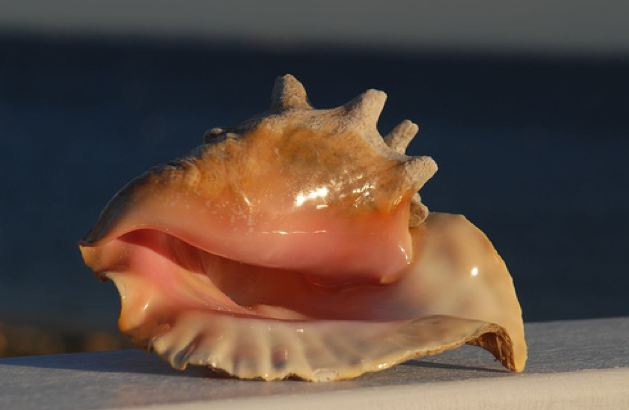 Solomon's Treasures: How to tell an real cronch shell cameo from a ...