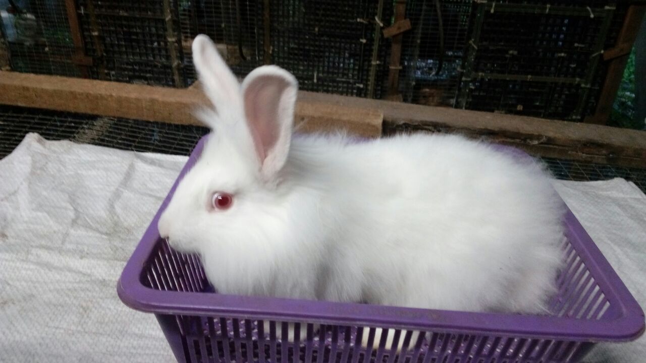 Pembekal dan Menjual Daging Arnab dan Arnab hidup K_ROS Klang Selangor ...