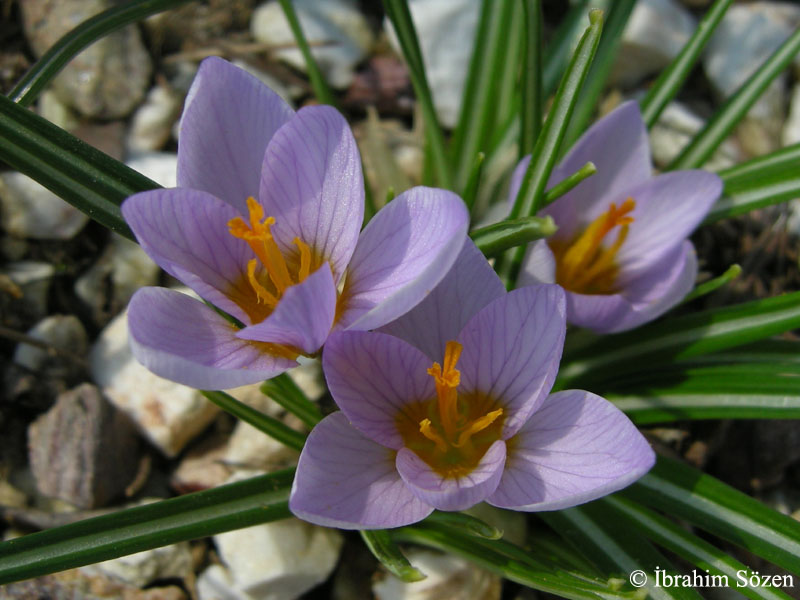 The Country Of Crocuses: Crocus rujanensis