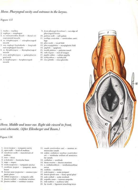 [atlas] Anatomia de Equinos: Cabeça e Pescoço