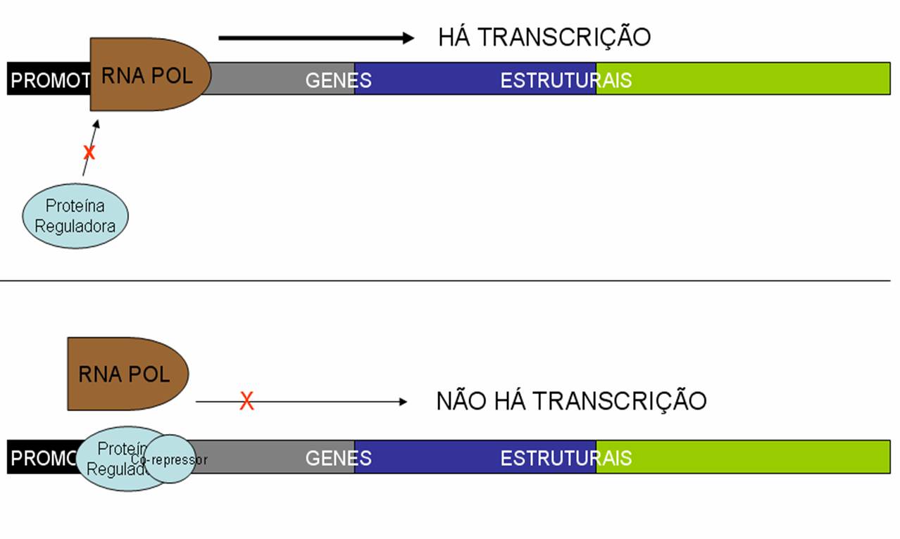 GENETICA ON LINE: AULAS 6 E 7 BIOLOGIA - REGULAÇÃO DA EXPRESSÃO GÊNICA