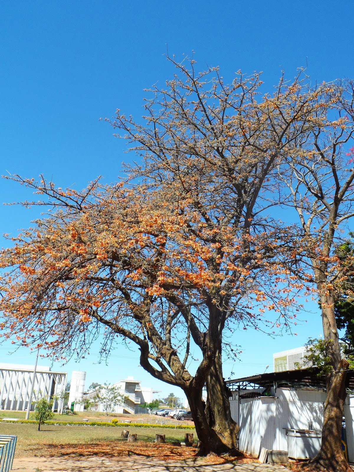 Mulungu-da-caatinga (Erythrina velutina Willd.) | A planta da vez