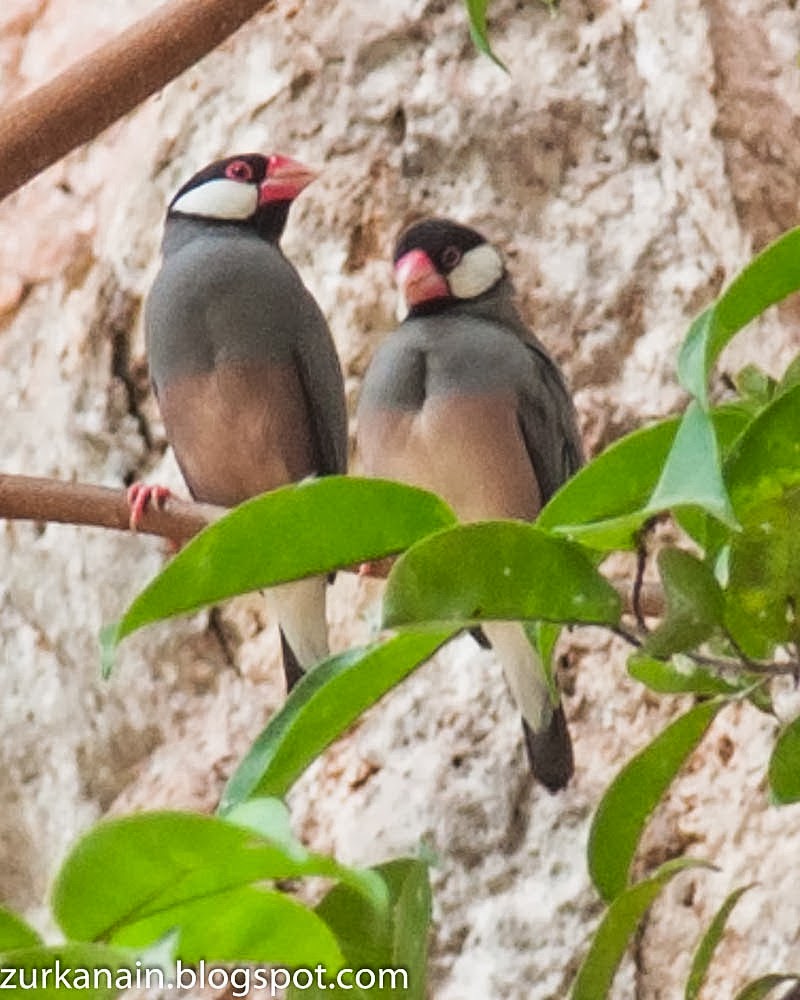 Zul Ya - Birds of Peninsular Malaysia: Java Sparrow