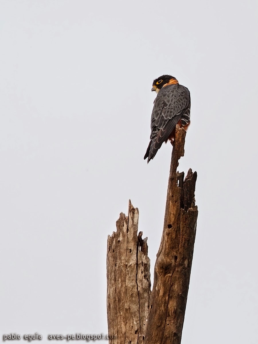 mis fotos de aves: Falco deiroleucus Halcón Negro Grande Orange ...