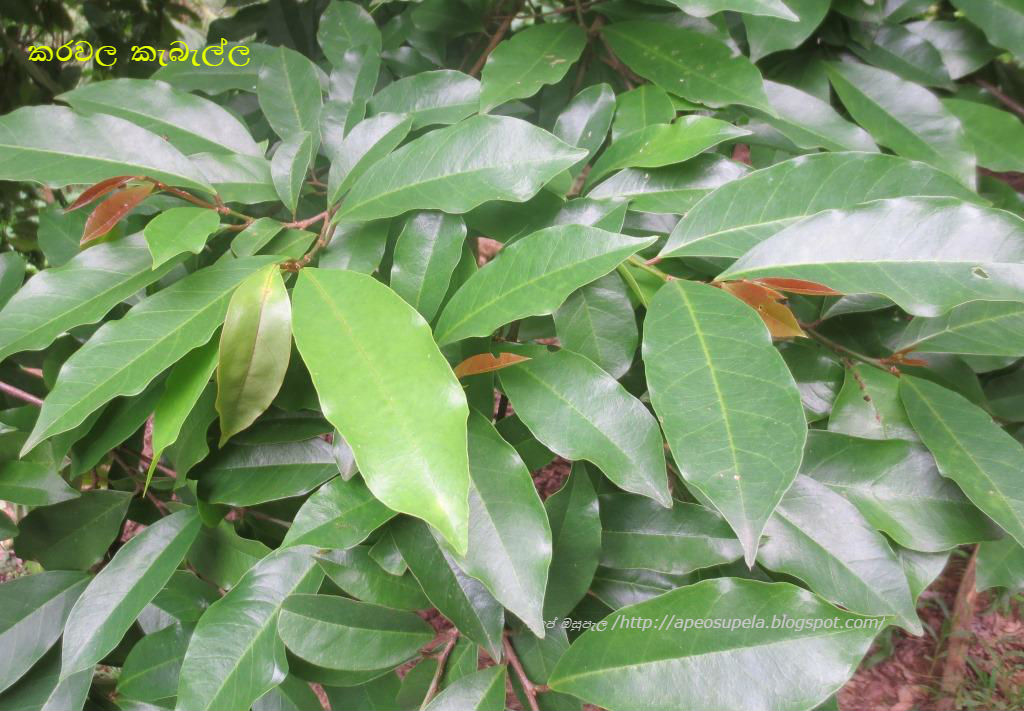 කරවල කැබැල්ල [Karawala Kebella] (Antidesma bunius) ~ අපේ ඔසුපැළ ...
