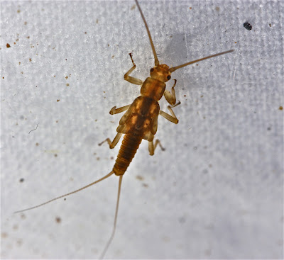 Aquatic Insects of Central Virginia: Large Winter Stonefly, Species ...