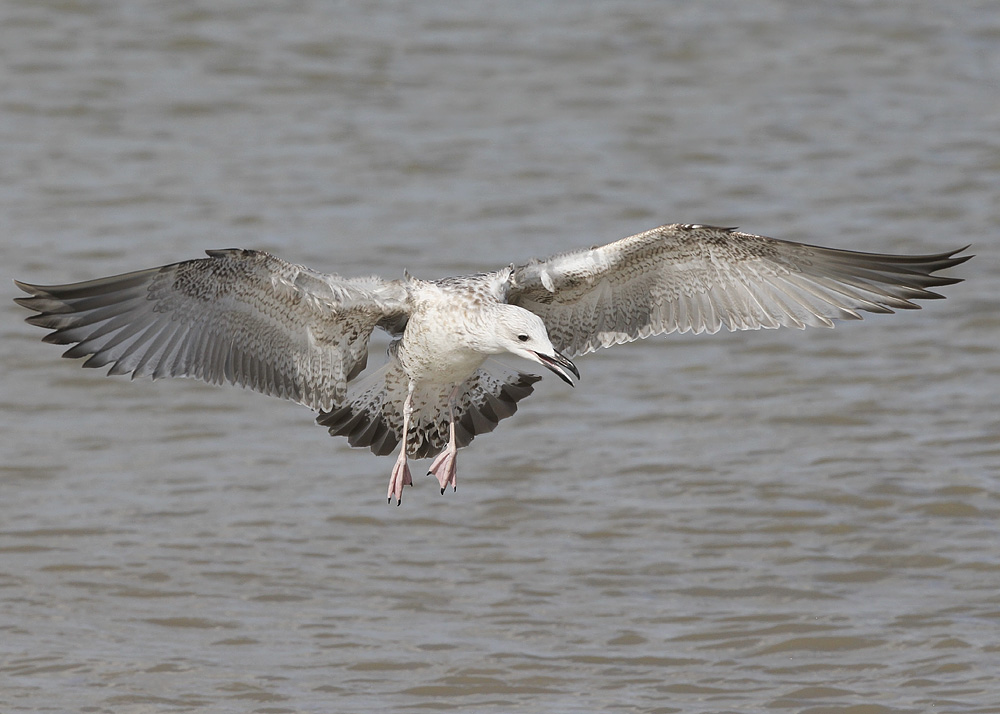 Richard Smith - Birdwatching Days Out: 1st winter & 1st summer CASPIAN ...