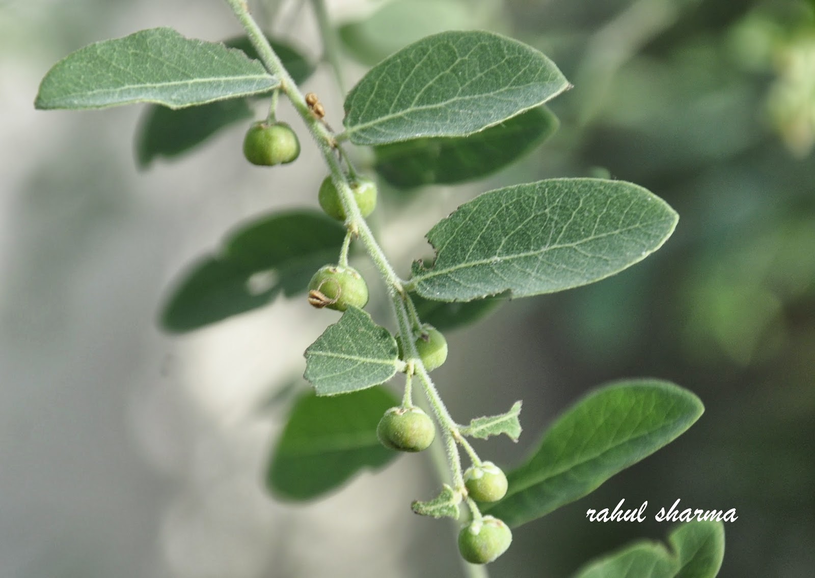 Phyllanthus reticulatus (Black-Honey Shrub) ~ Wild Flora Of Dwarka