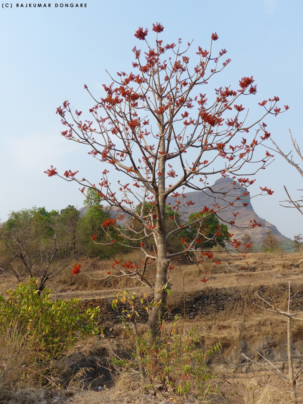 वनधन सह्याद्रीचे: Flowers: Bonfire Tree | Kaushi - कौशी | Sterculia ...
