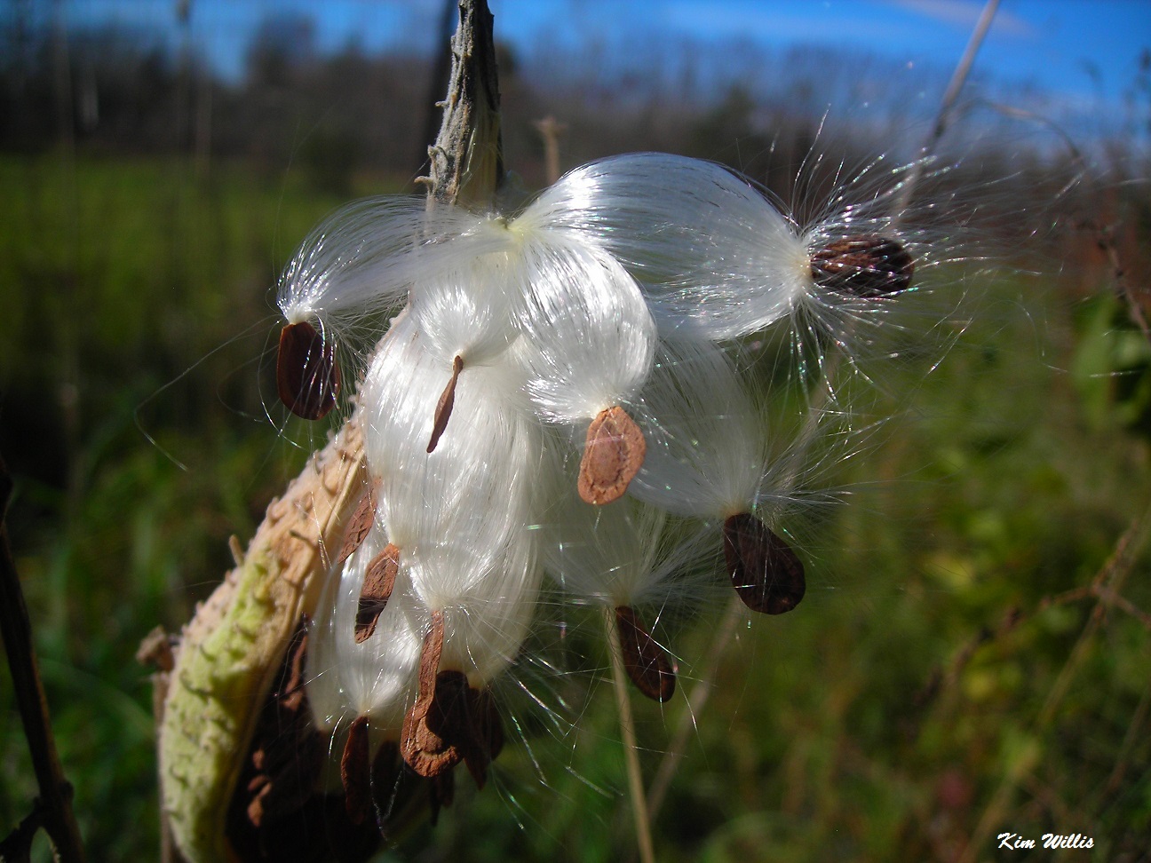 Gardening Granny's Gardening Pages: Seeds- Everything You Need to Know