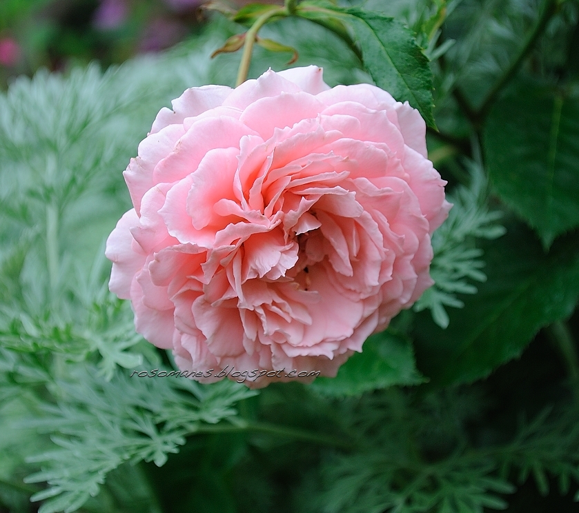 A Rose is a Rose...: More Rose Portraits