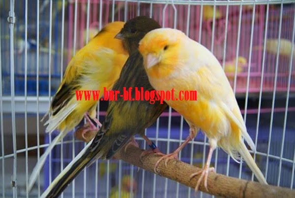 BnR Bird Farm: galeri poto yorkshire impor