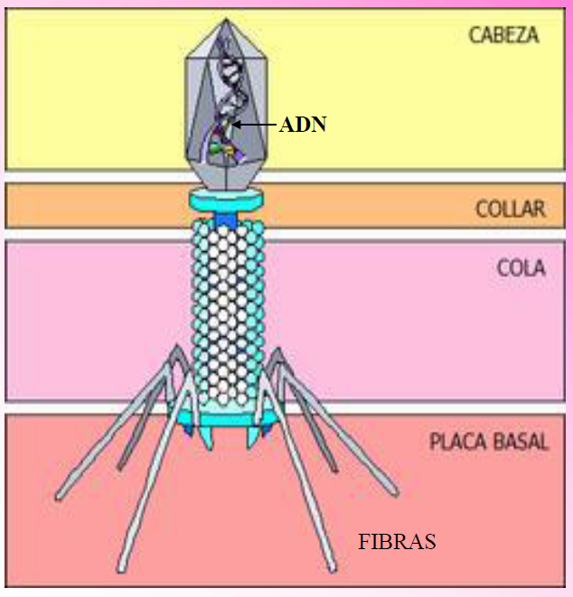Génesis Pinto. Biología Molecular y Celular: Virus