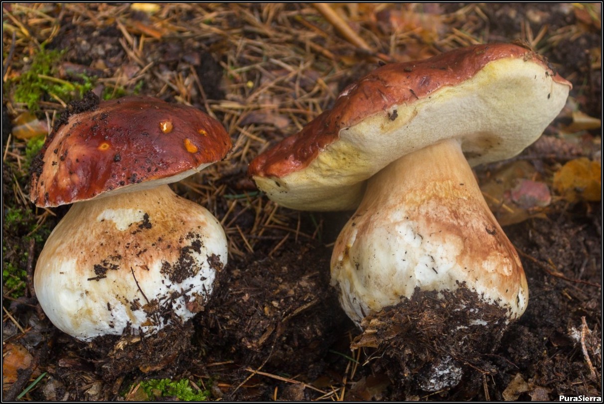 PuraSierra: Todo sobre el Boletus pinophilus, el hongo grande, rojo y ...