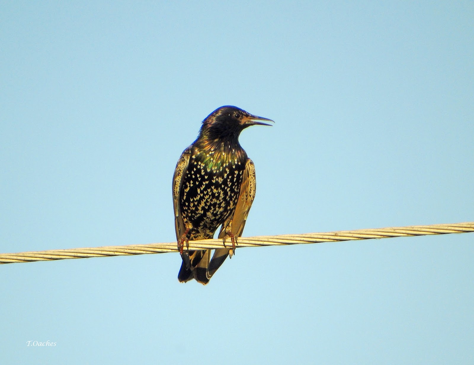 PASARI DIN ROMANIA: GRAUR (1), Sturnus vulgaris