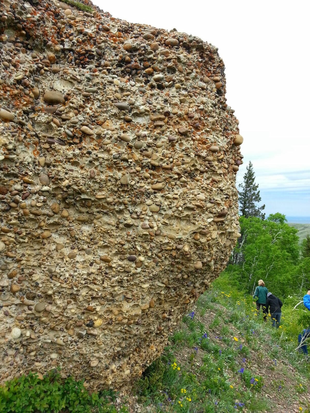 Sci/Why: Cypress Hills Conglomerate Cliffs: A unique formation