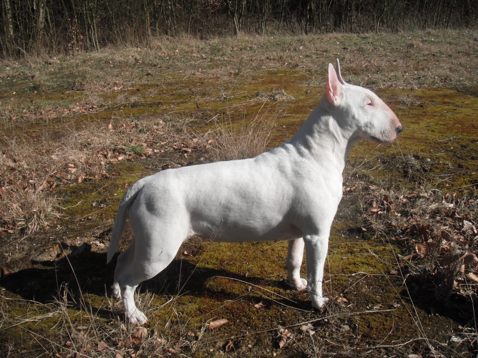 Indian Dogs Breeder: Bull Terriers