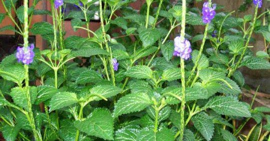 Bunga Jelatang - Newtural Gardens