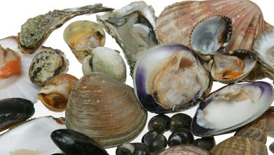 What is shellfish? | Facts About All