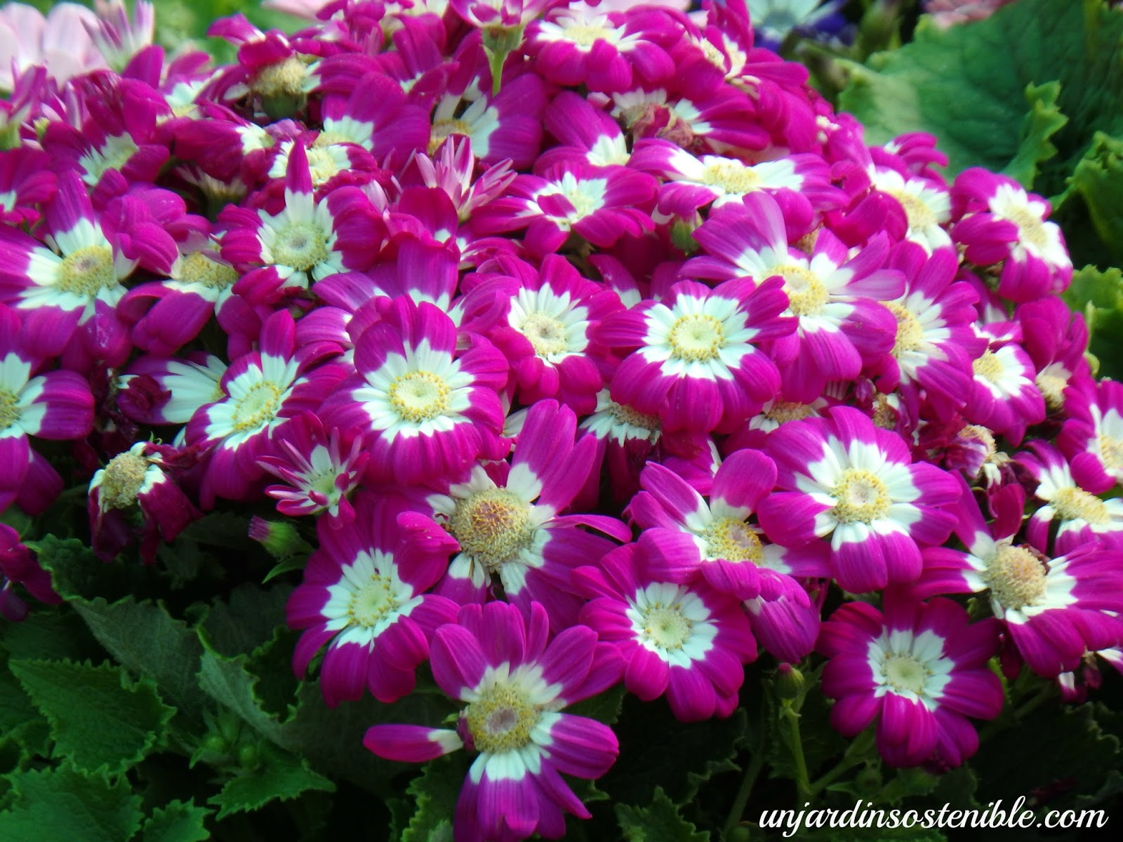 Pericallis x hybrida (Cineraria del florista)