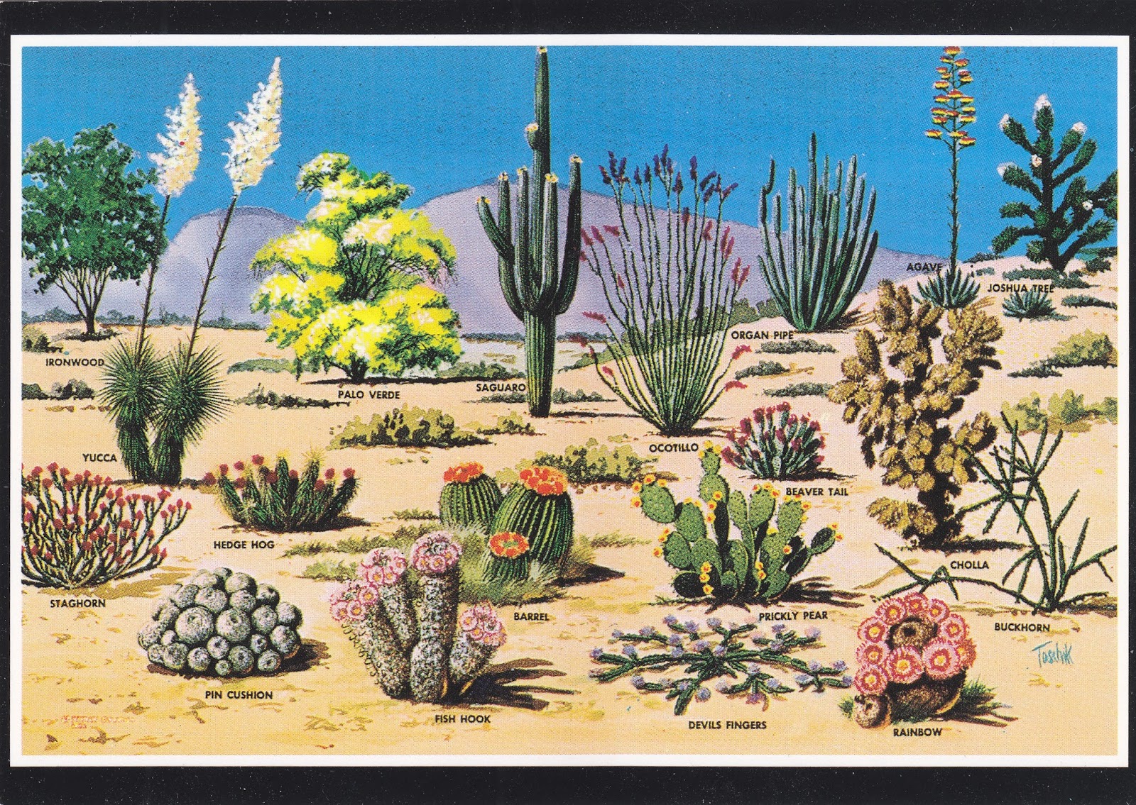 One Postcard a Day: Cacti and Desert Flora of the Great Southwest